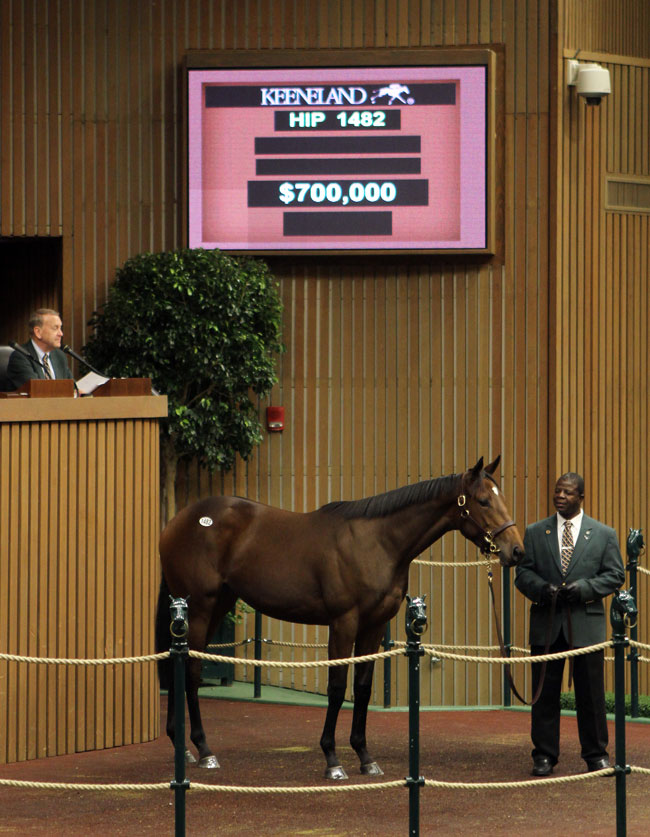 Smart Strike Filly Sells for $700,000 - KatieRich Farms